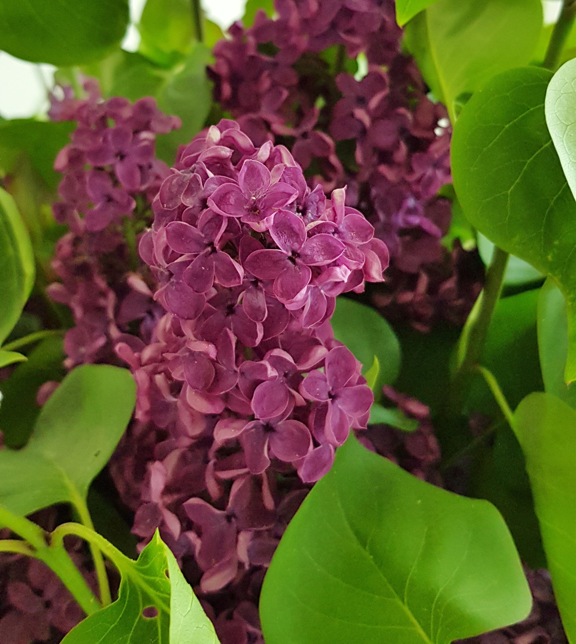 Make Your Own: Lilac Syrup – Adventurings