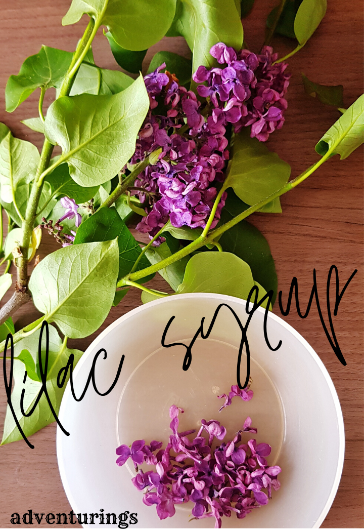 Make Your Own: Lilac Syrup – Adventurings